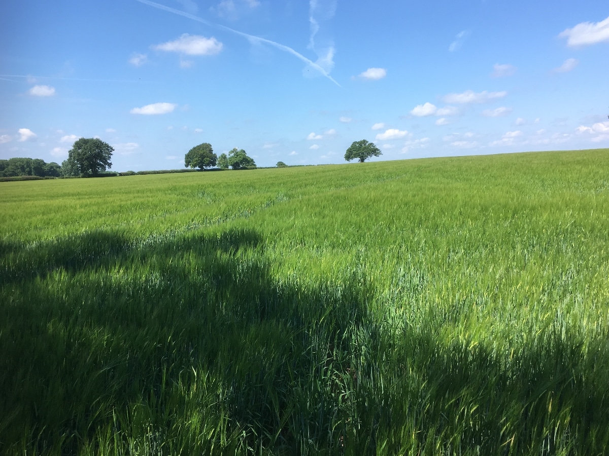 Wars Of the Roses Part 2 – Stokes Field – Steve’s Hobby Blog