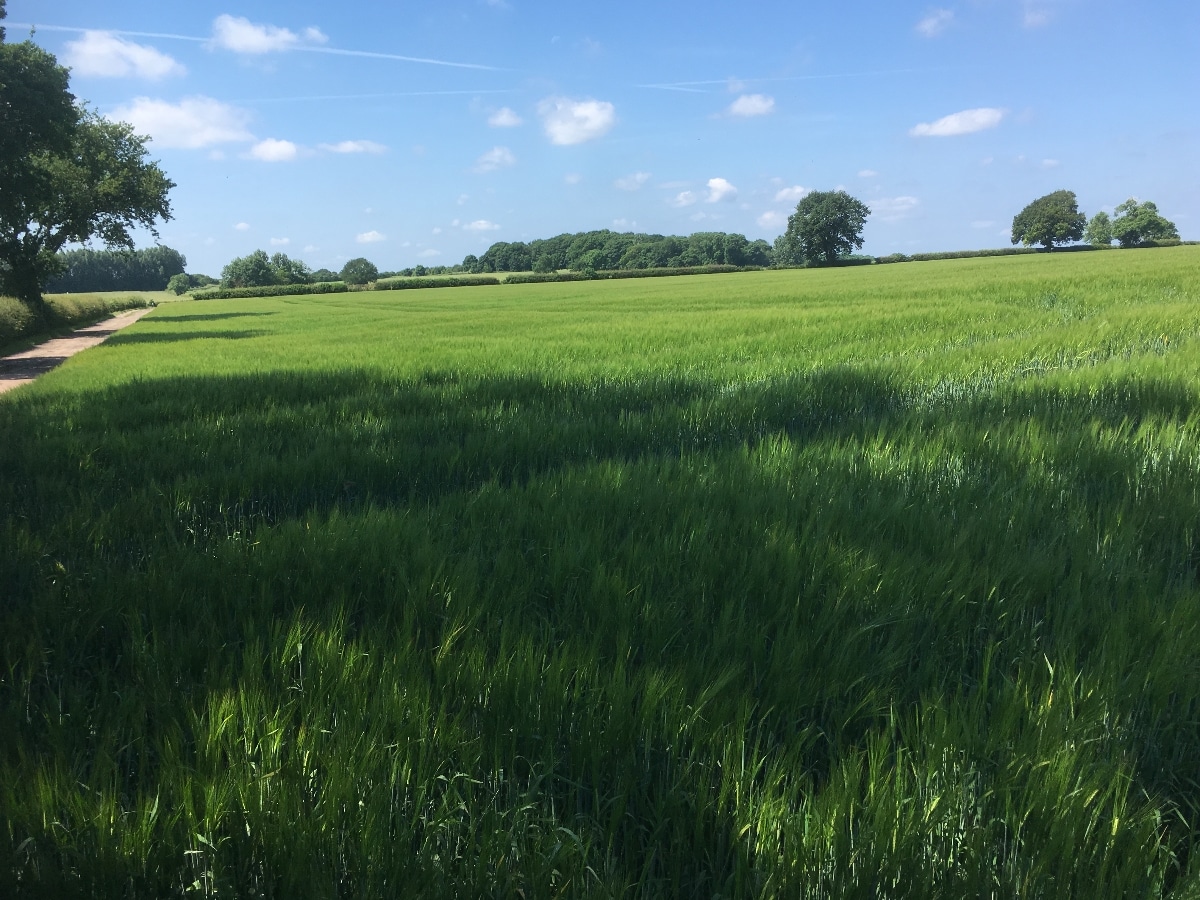 Wars Of the Roses Part 2 – Stokes Field – Steve’s Hobby Blog