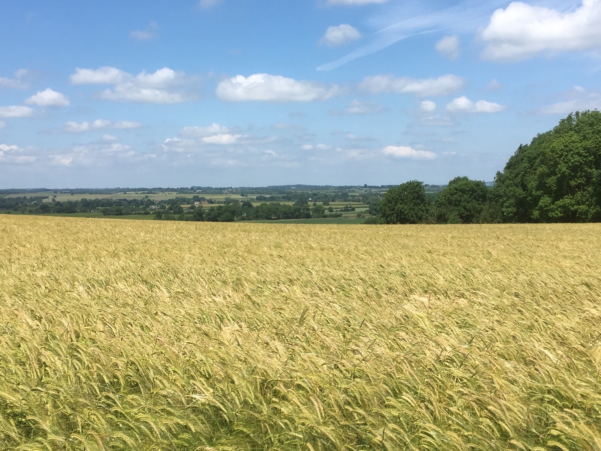 Wars Of the Roses Part 2 – Stokes Field – Steve’s Hobby Blog
